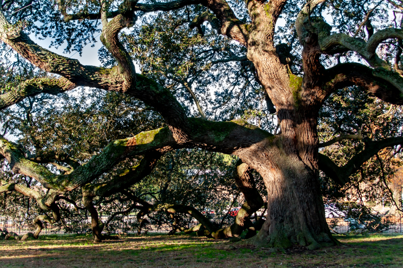 Emancipation Oak - Hampton University About
